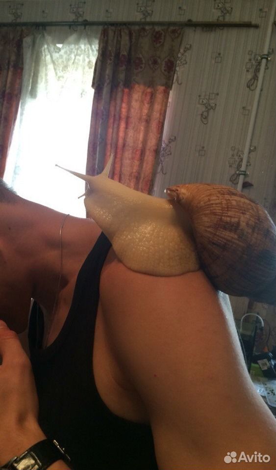 Улитки ахатины