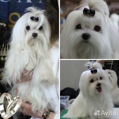 Мальчик Мальтезе