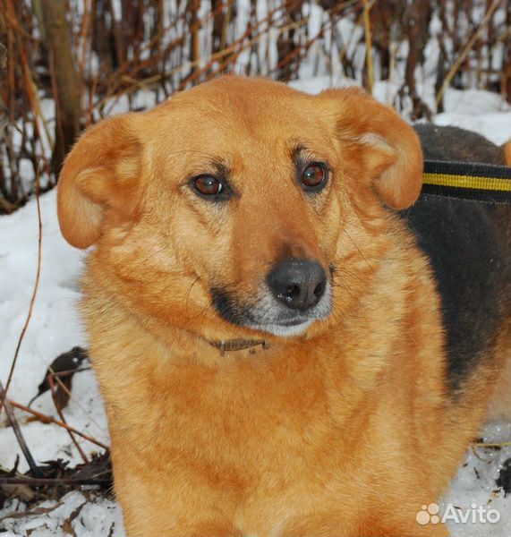 Лаки, веселая, общительная девочка