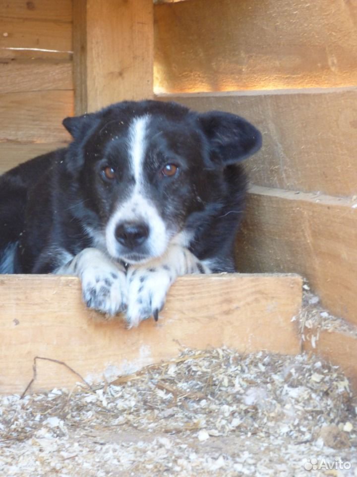 Песик Нельсон