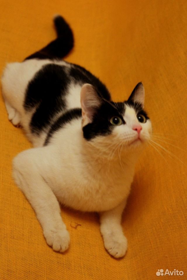 Чёрно-белый классический котик