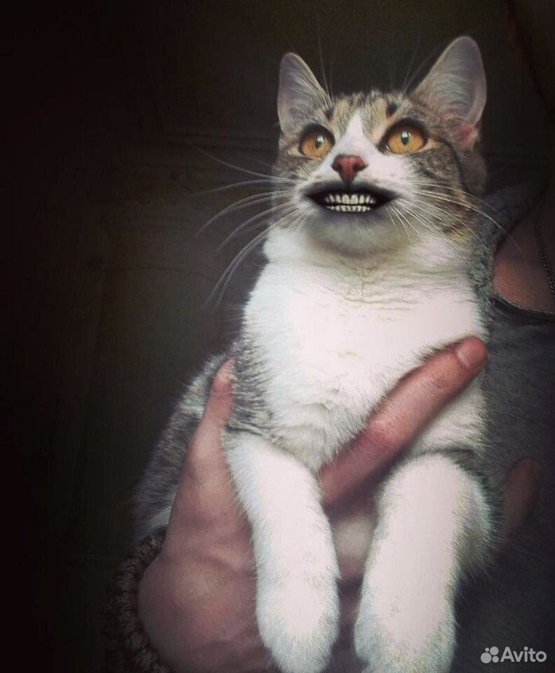 Чудная кошечка