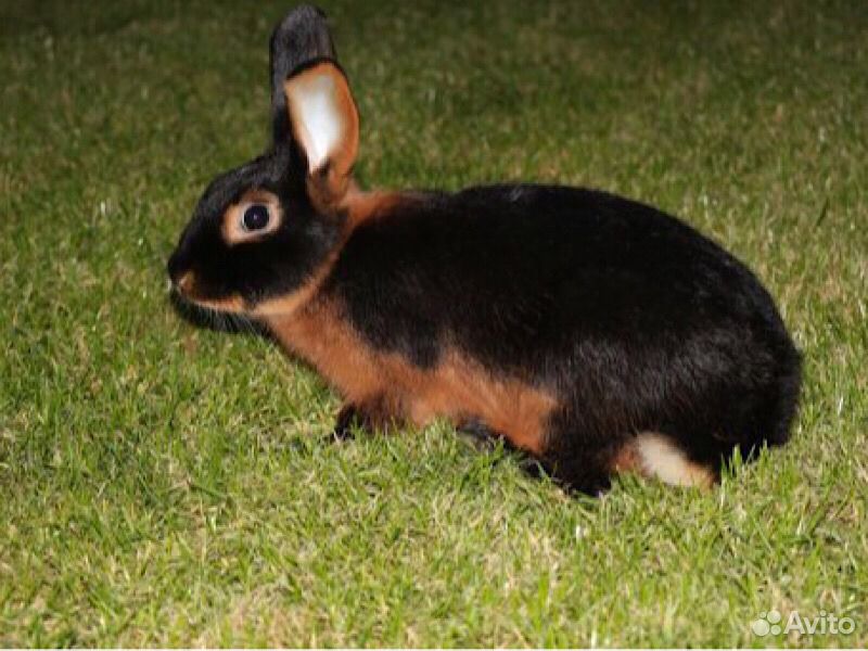 Племенные Черно-Огненные кролики. Молодняк и взрос