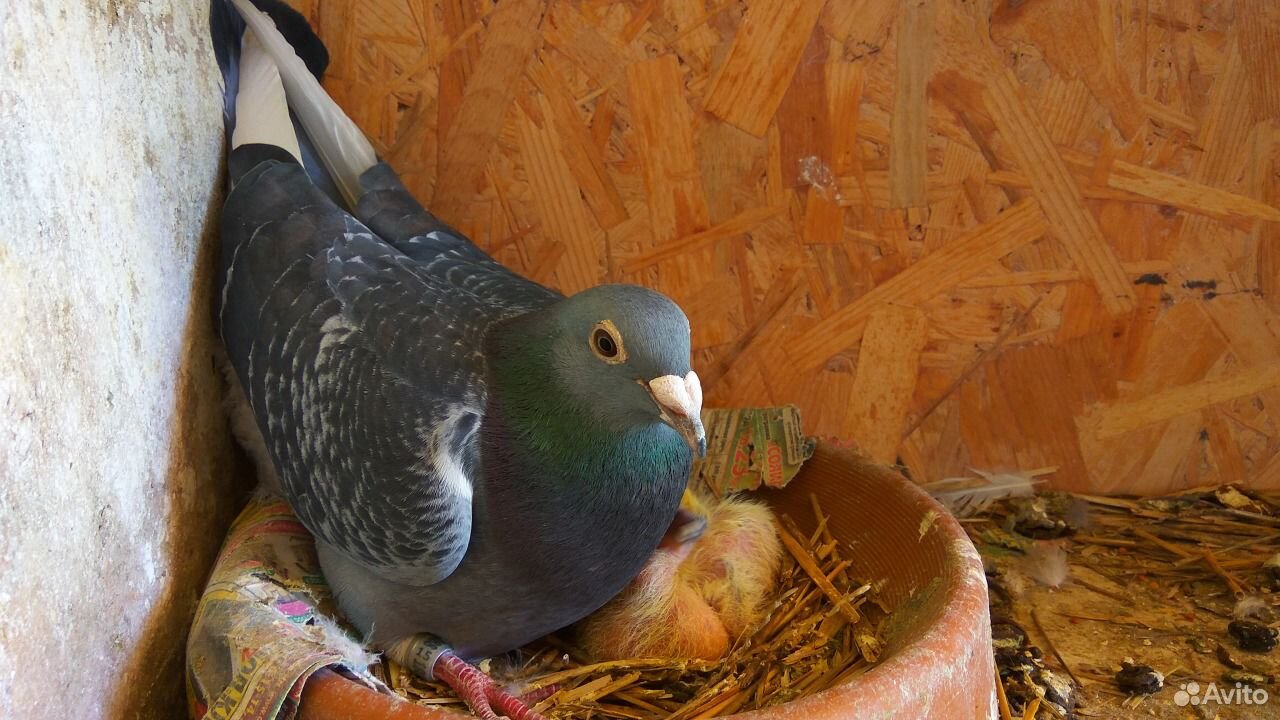 Спортивные голуби