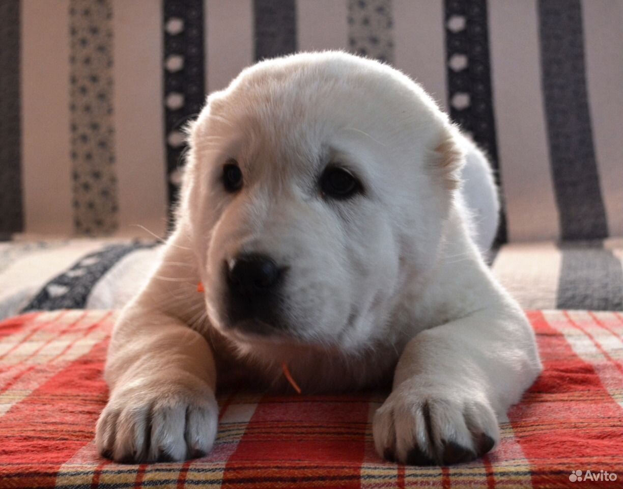 Малыши сао для охраны и выставок