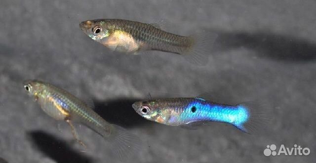 Мальки гуппи Эндлера японские голубые