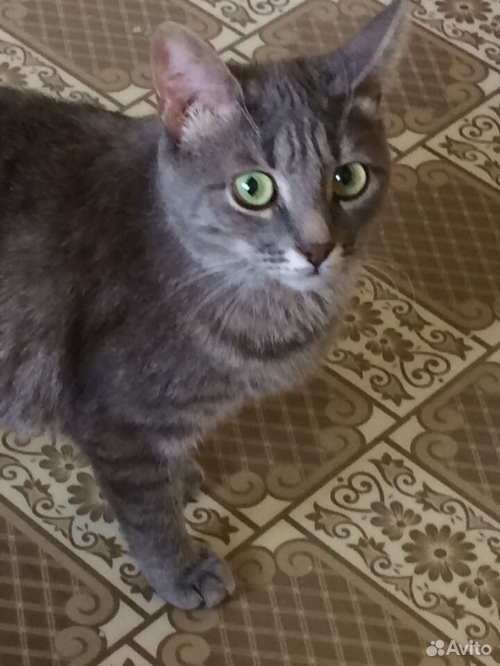 Стерилизованная котобарышня Маргоша