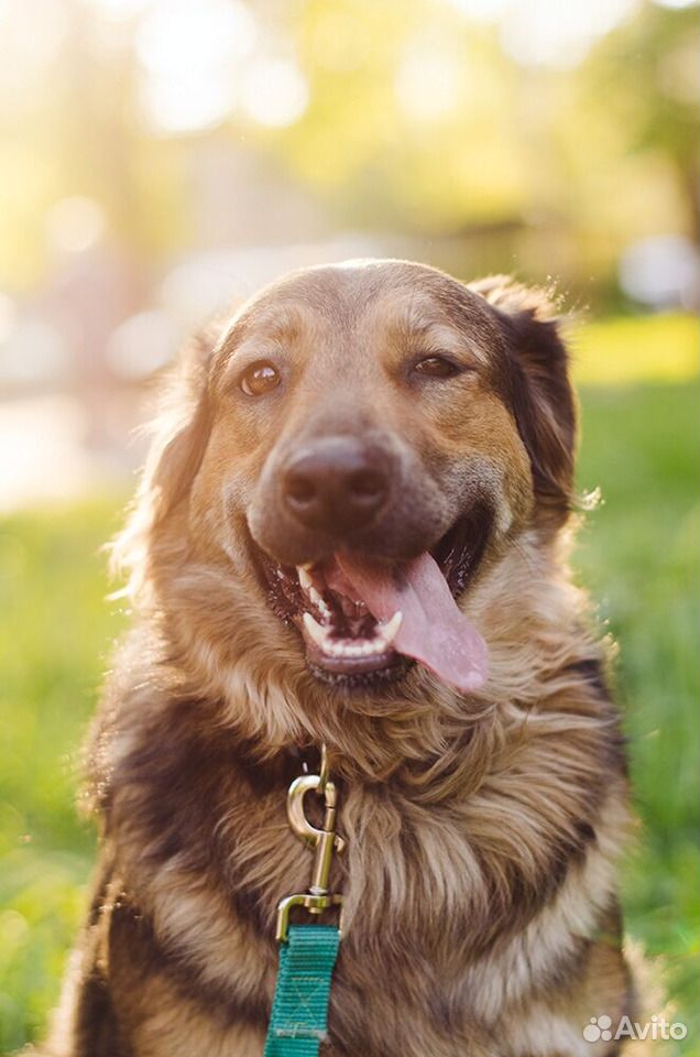 Особенная собака для особенного человека