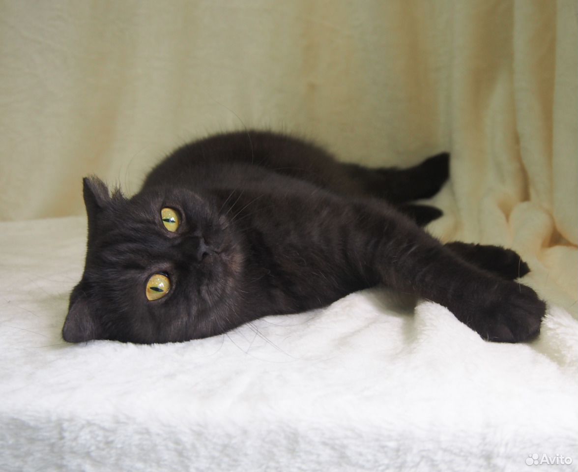 Шотландская кошка окраса "черный дым" Фиби