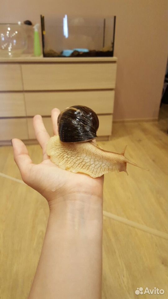 Улитки гиганты. Ахатины