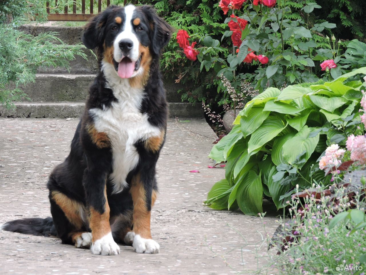 Щенки бернского зененхунда