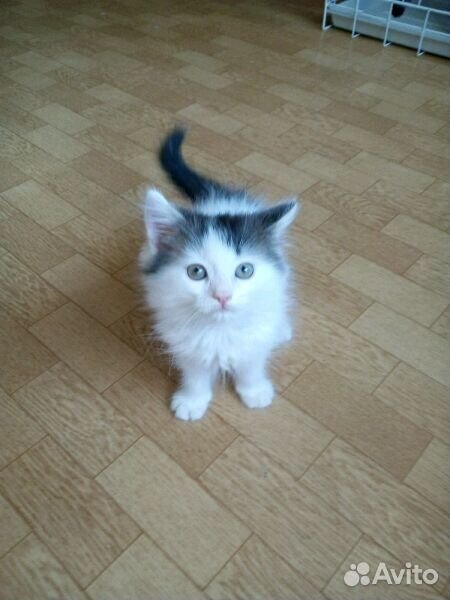 Котик 1 месяц