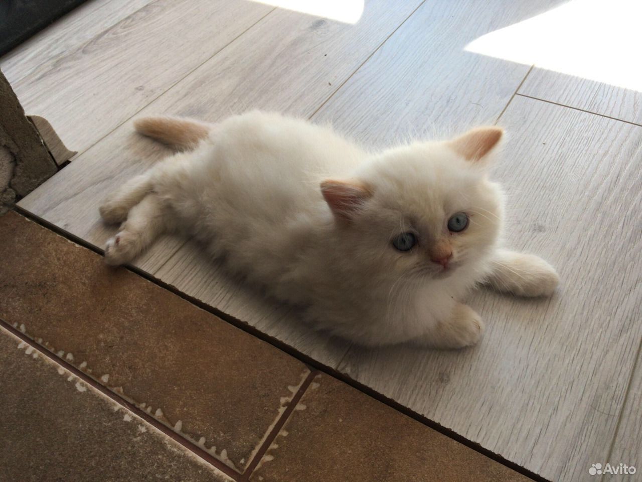 Шотландец мужичок