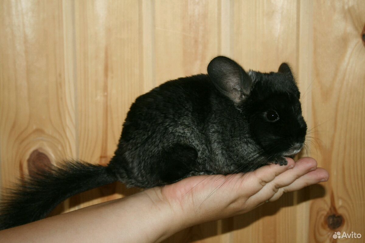 Шиншиллы в Звенигороде