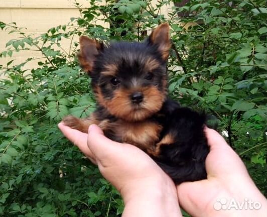 Замечательная девочка мини