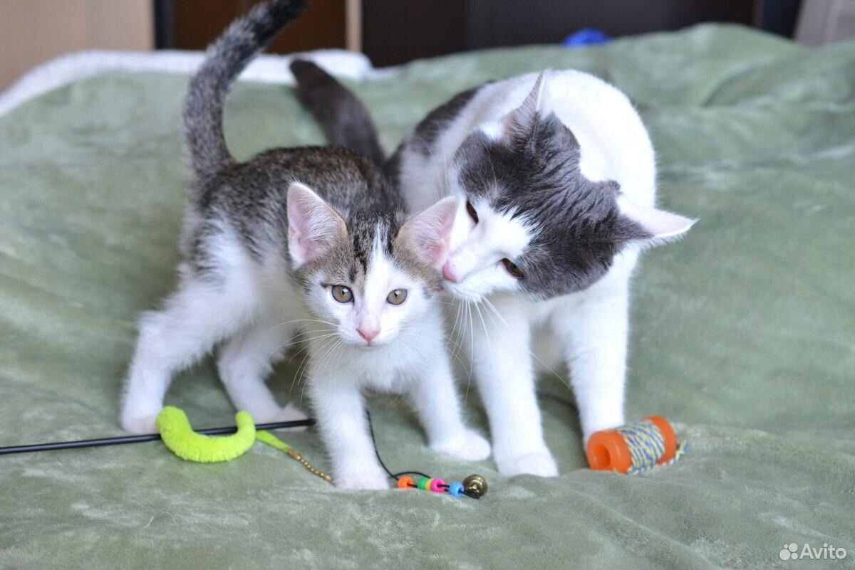 Котаны. Прекрасные домашние котята 2 мес