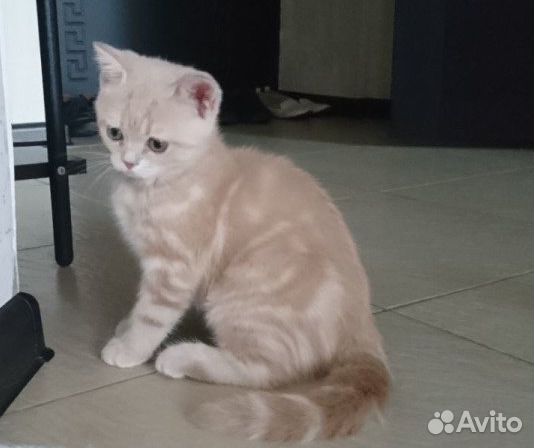 Шотландские котята