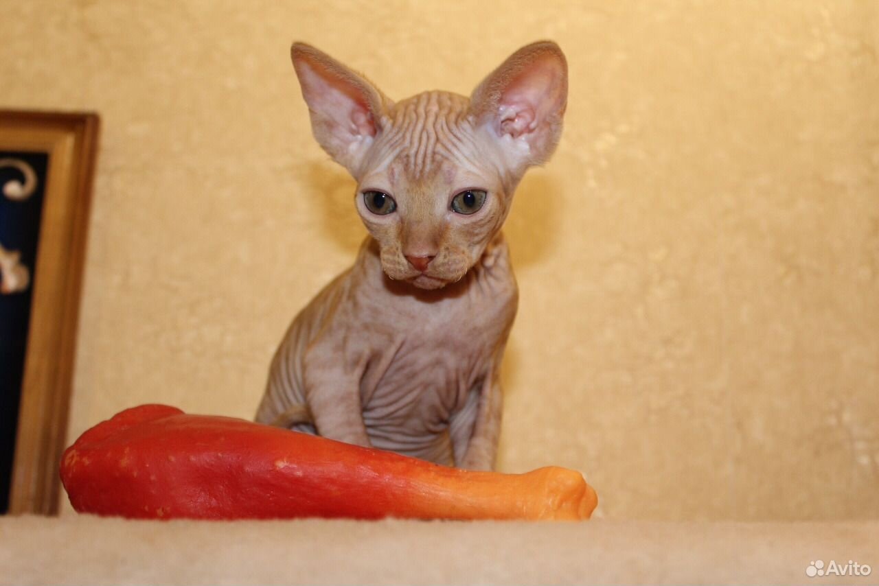 Канадский сфинкс