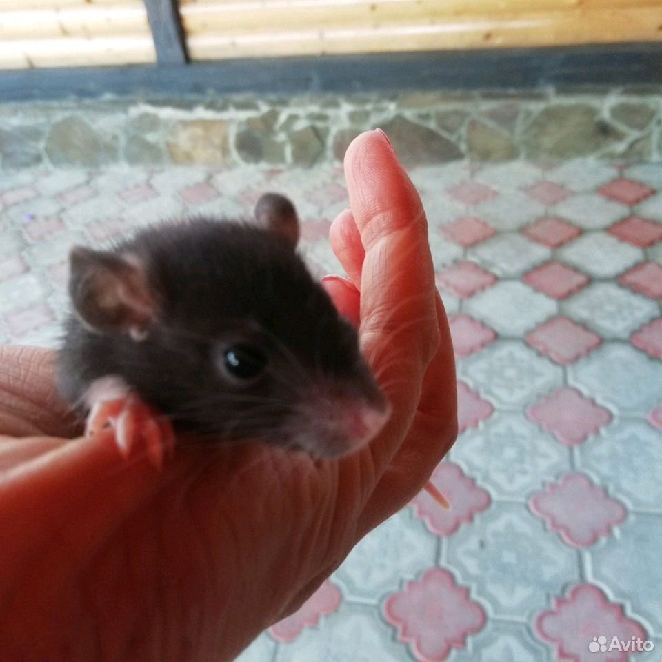 Крысята Дамбо