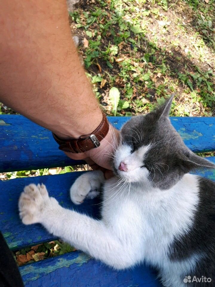 Самый классный кот