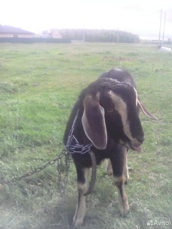 Коза и альпа-нубийский козел