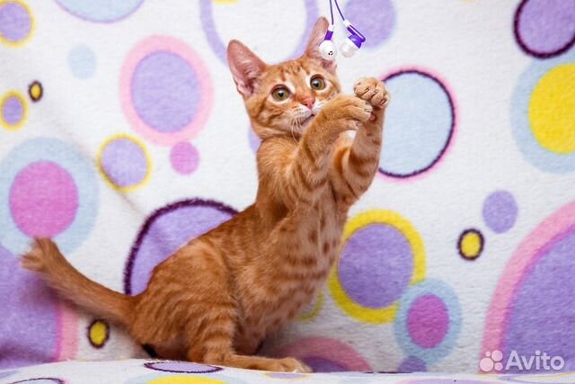 Рыжий котёнок Фанта в добрые руки