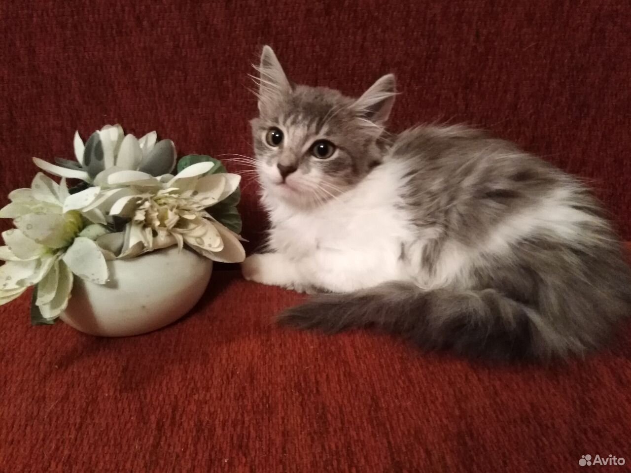 Пушистый котенок в добрые руки