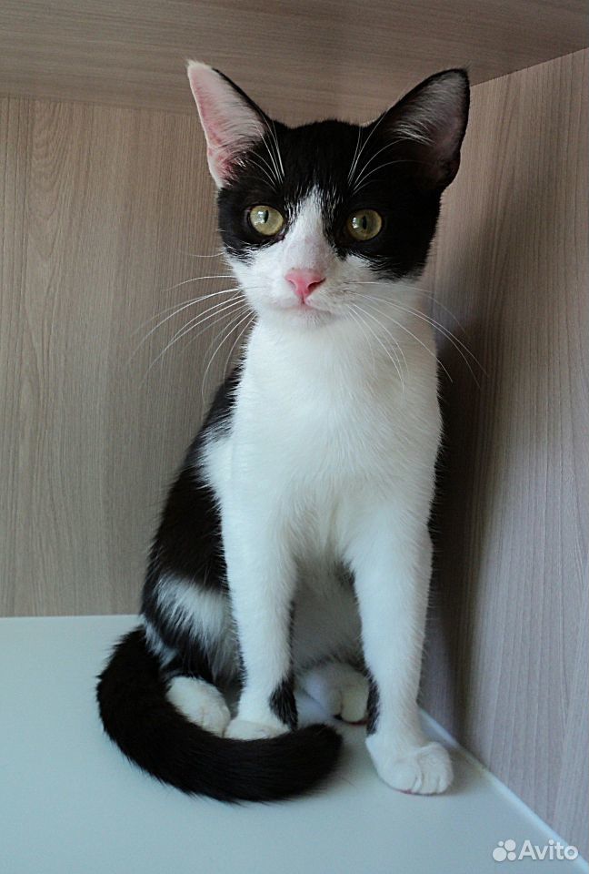 Кошка Энни в добрые руки