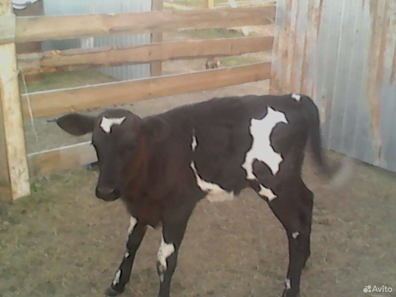 Продам телочку
