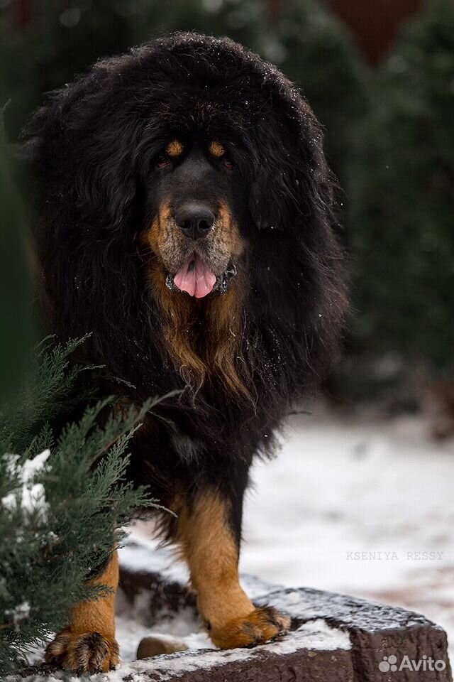 Щенки тибетского мастифа