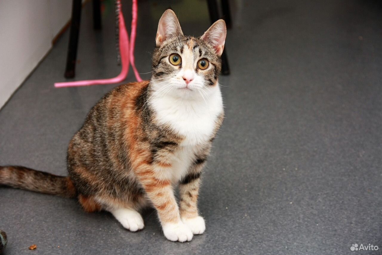 Кошечка Кнопочка