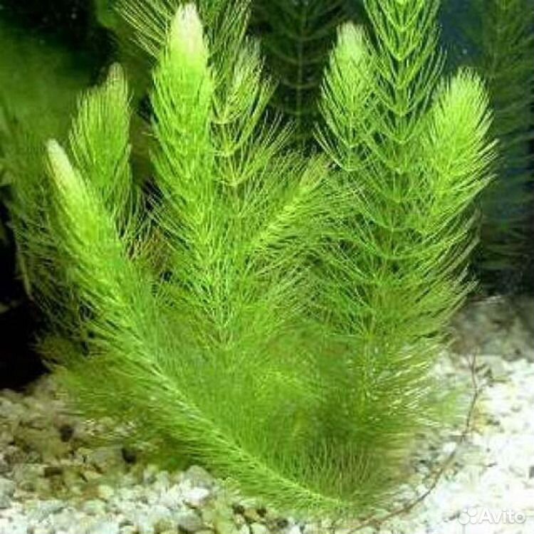 Аквариумные растения