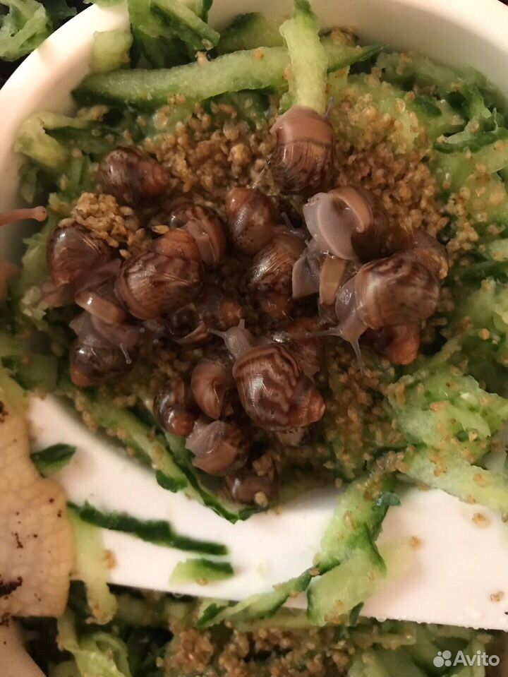 Улитка Ахатинка