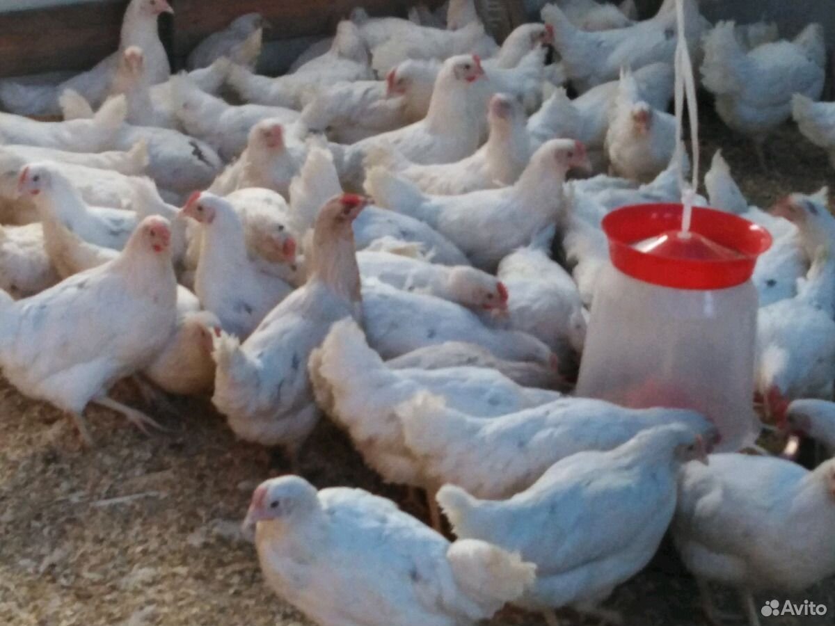 Куры несушки-Ломан Браун;Супер Ник;Ник Коралл :