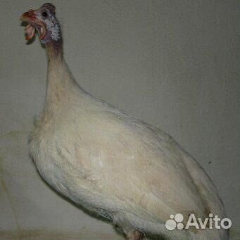 Цесарки вывод 18 июля 2020г