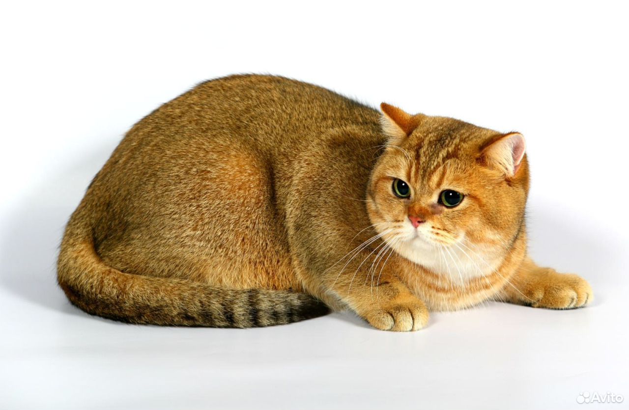 Вязка шотландский кот