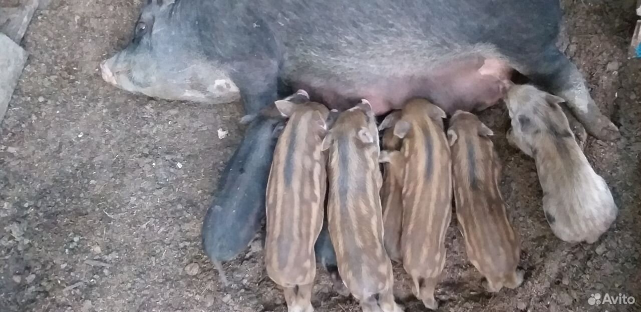 Продам или обменяю вьетнамских поросят