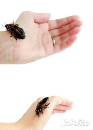 Тараканы Автомобильчики мелоч