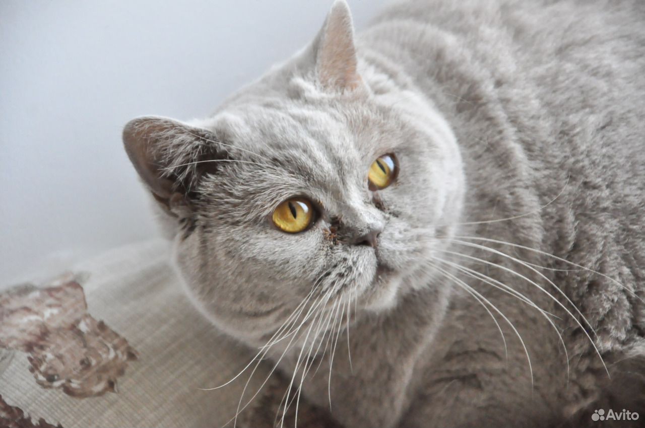 В добрые руки отдам серую кошку лиловую британку