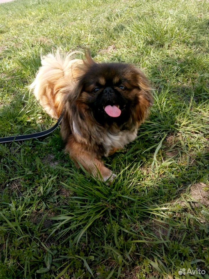 Вязка. Кобель пекинеса