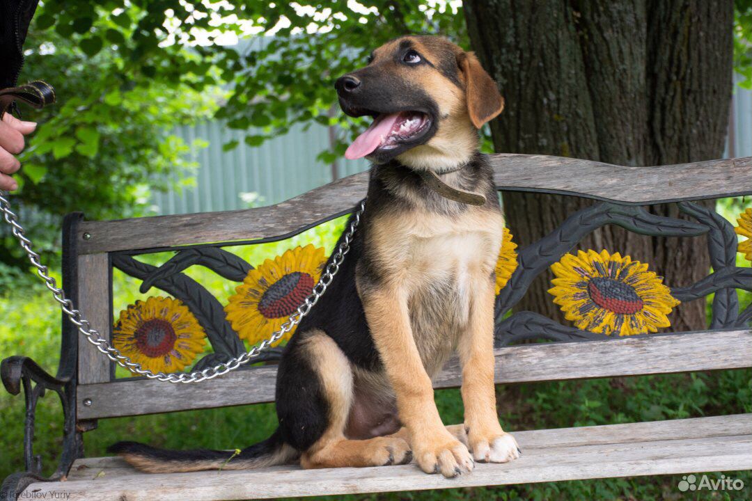 Норд ищет дом