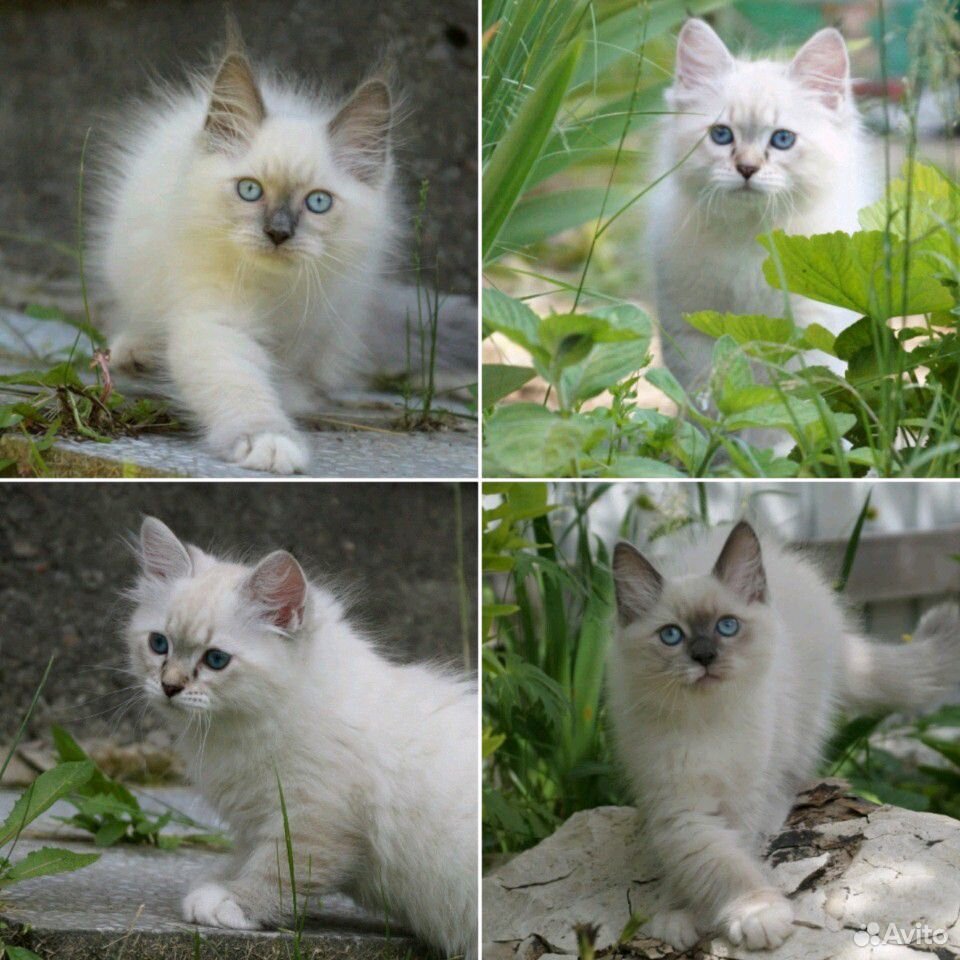 Очаровательные неваки