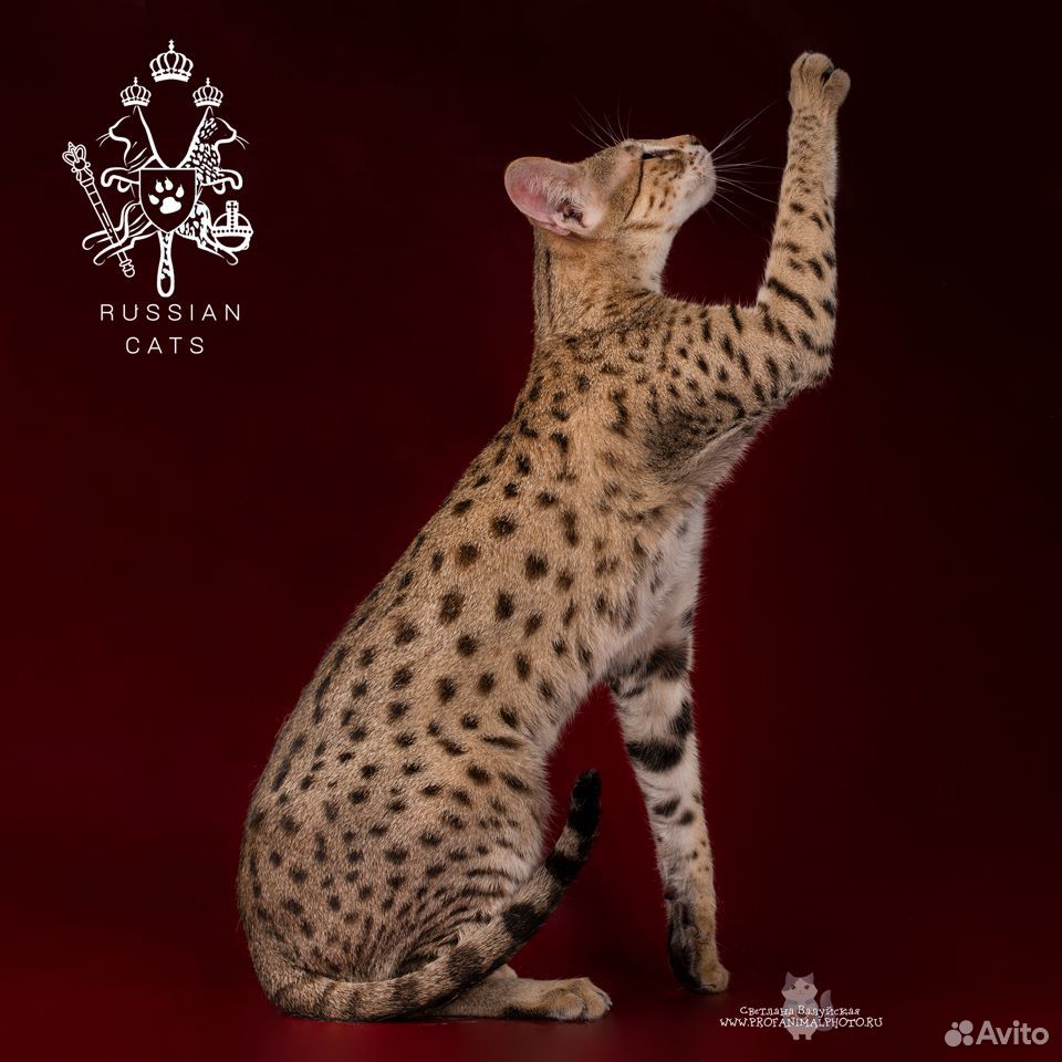 Котята Саванна, Ф4, Ф5