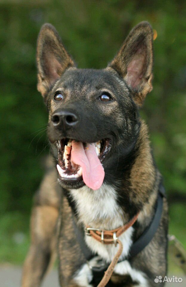 Локки. Молодой красивый пёс. Бесплатно