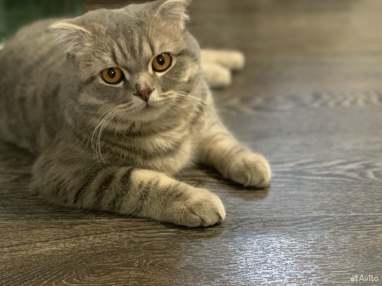Вязка шотландского кота