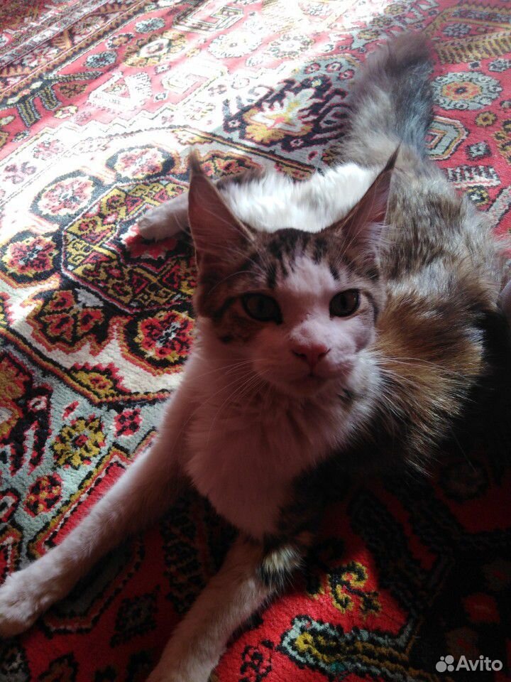 Котята