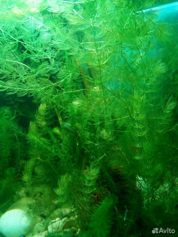 Аквариумные растения