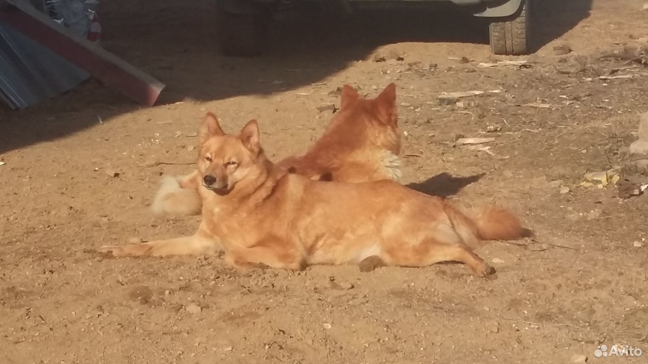 Щенки Карело-финской лайки.(не финский шпиц)
