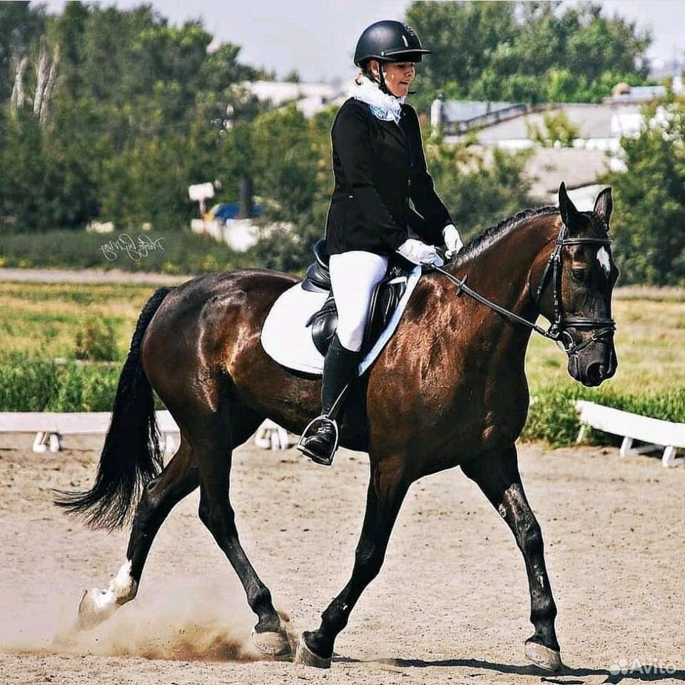 Кобыла 2010г.р