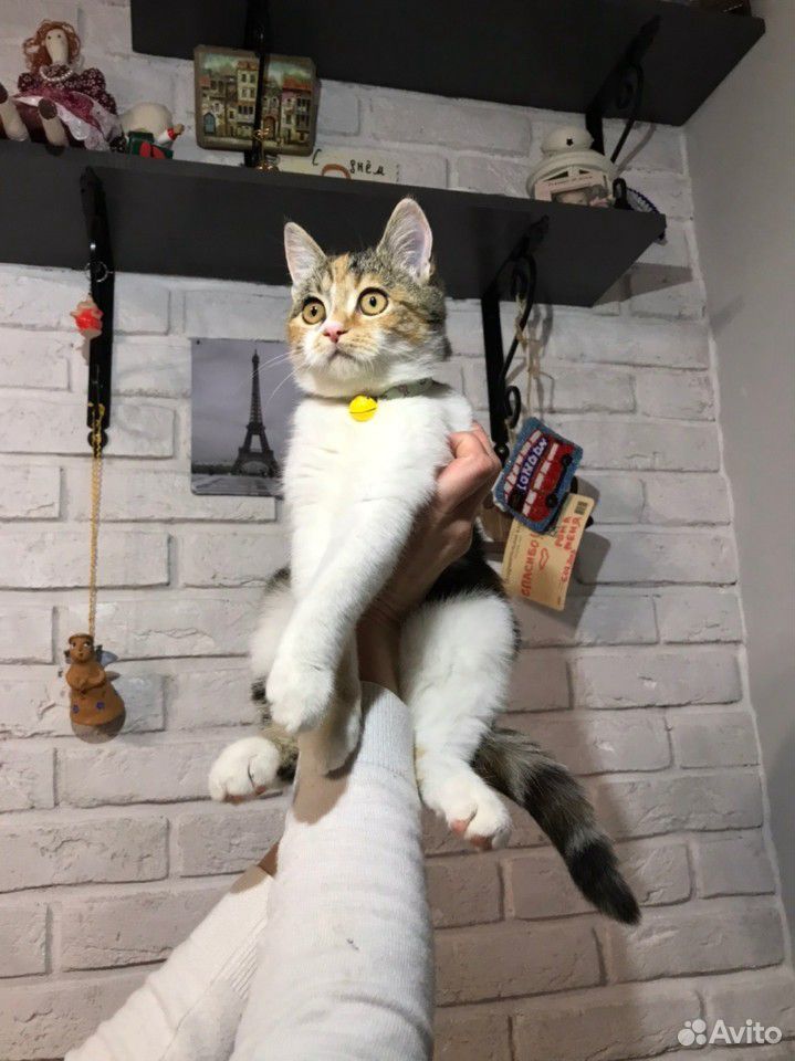 Плюшево-няшная котенок девочка, 3,5 мес